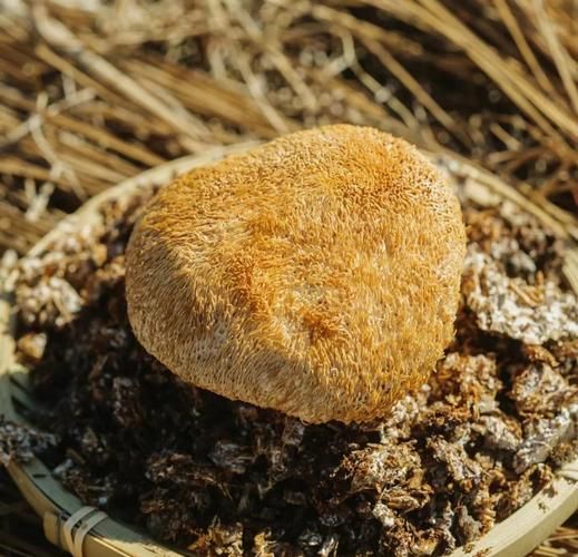 每天吃猴头菇伤肾吗_猴头菇吃多了会伤肾吗-第1张图片-山城妙识