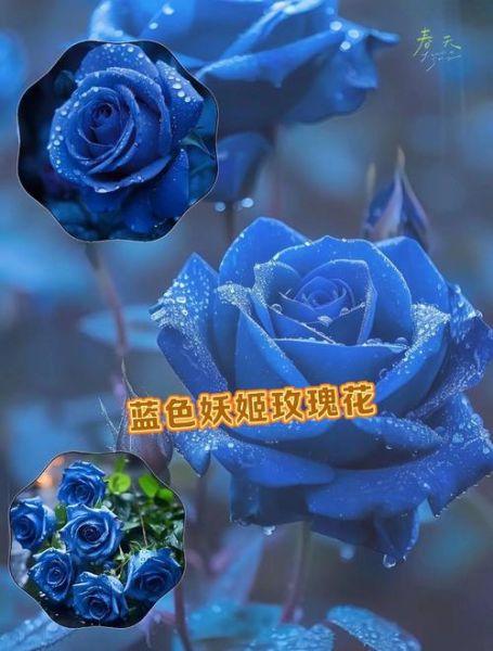 蓝色妖姬花语是什么_蓝色妖姬适合送什么人-第1张图片-山城妙识