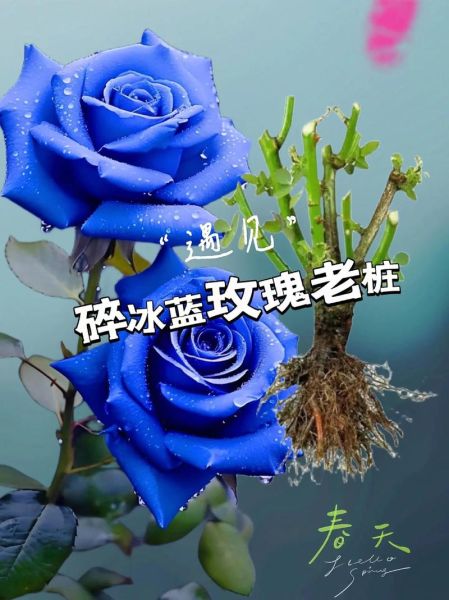 蓝色妖姬花语是什么_蓝色妖姬适合送什么人-第2张图片-山城妙识