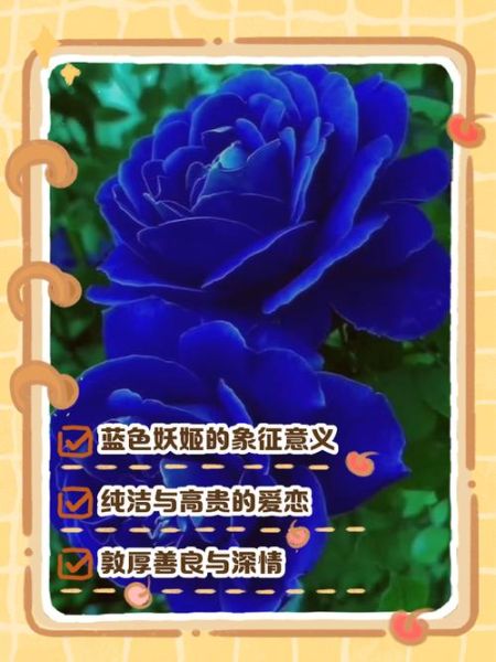 蓝色妖姬花语是什么_蓝色妖姬适合送什么人-第3张图片-山城妙识
