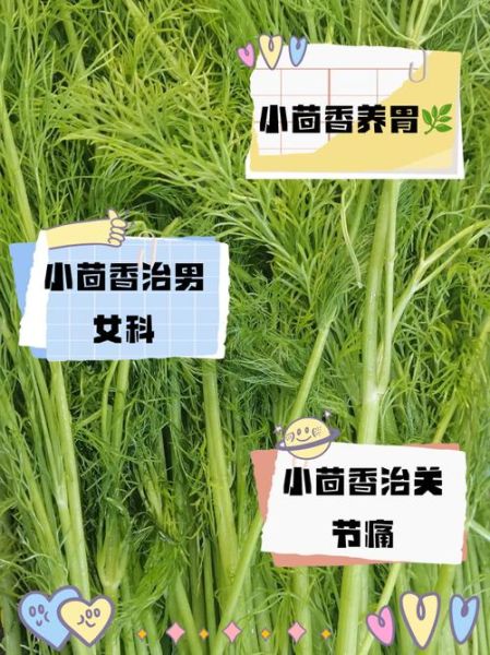 小茴香子怎么吃_小茴香子一天吃多少-第3张图片-山城妙识