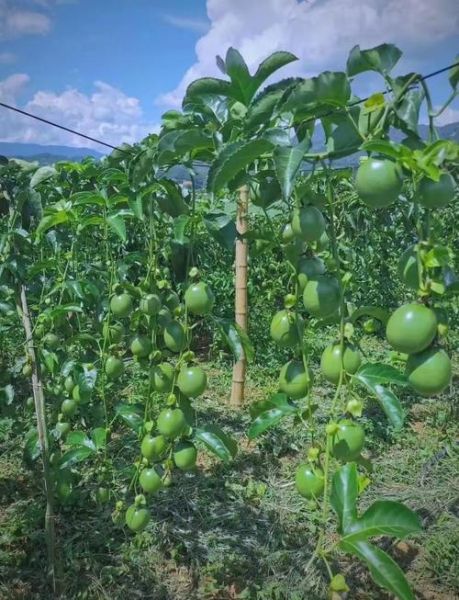 百香果适合什么气候_百香果种植条件有哪些-第2张图片-山城妙识 百香果适合什么气候_百香果种植条件有哪些-第2张图片-山城妙识