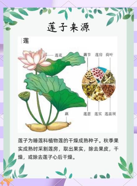 莲子怎么煮好吃_莲子食用方法大全-第2张图片-山城妙识