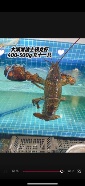 大龙虾的营养价值_大龙虾的功效与作用-第2张图片-山城妙识