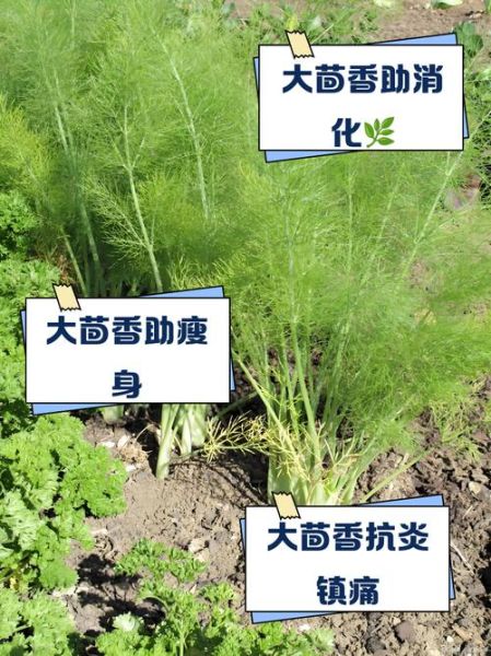 吃茴香有什么好处_茴香籽的功效与作用-第3张图片-山城妙识