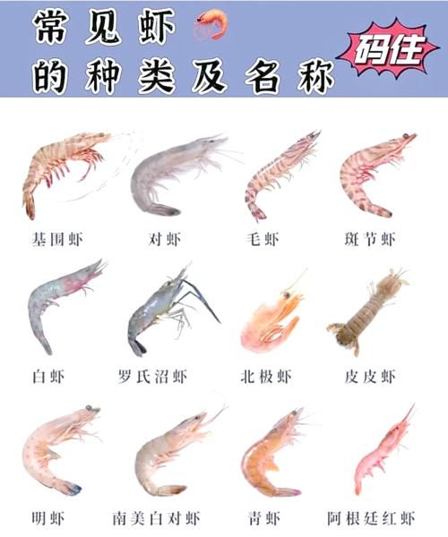 虾的图片真实图片_如何辨别海虾与河虾-第1张图片-山城妙识 虾的图片真实图片_如何辨别海虾与河虾-第1张图片-山城妙识