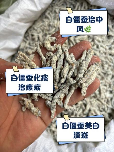僵蚕的功效与作用及主治_僵蚕能治哪些病-第1张图片-山城妙识 僵蚕的功效与作用及主治_僵蚕能治哪些病-第1张图片-山城妙识