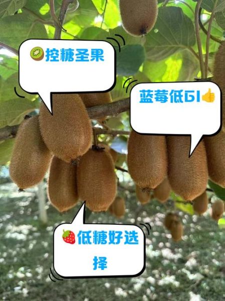 降血糖水果有哪些_降血糖之王水果真的存在吗-第3张图片-山城妙识