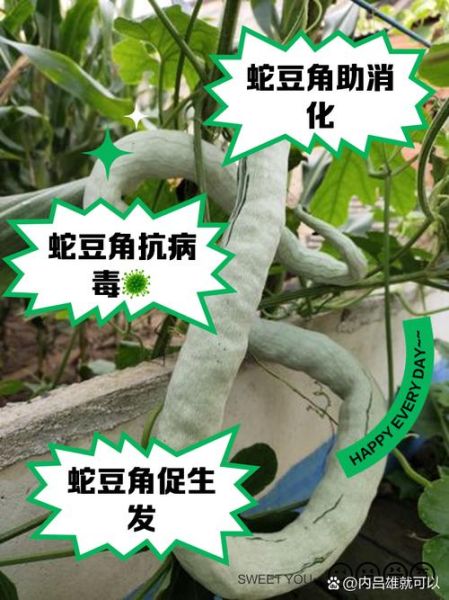 蛇豆角怎么种_蛇豆角种植时间和方法-第3张图片-山城妙识