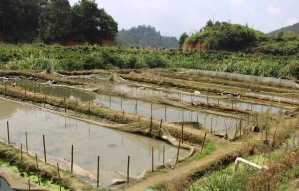 牛蛙养殖污水怎么处理_环保达标技术-第1张图片-山城妙识