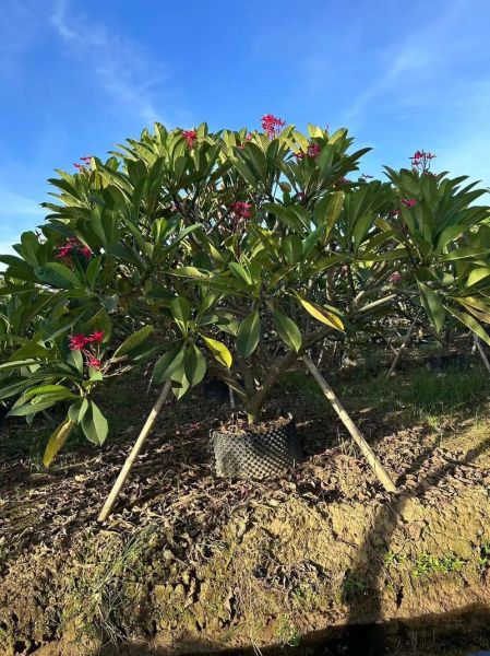 红鸡蛋花树怎么养_红鸡蛋花树花期多长-第1张图片-山城妙识