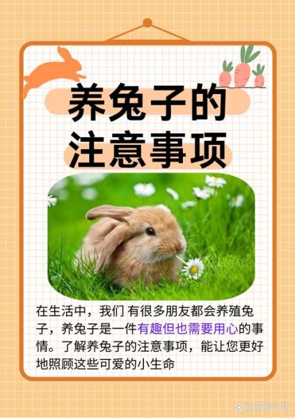 兔子怎么养它会和你熟_新手必看互动技巧-第3张图片-山城妙识