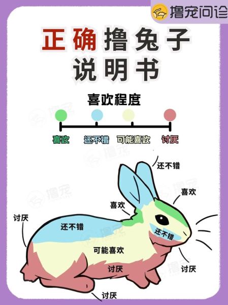 兔子怎么养它会和你熟_新手必看互动技巧-第2张图片-山城妙识