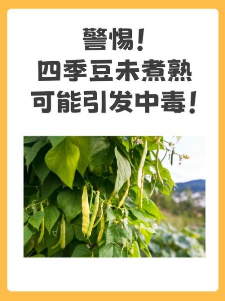 四季豆不能和什么一起吃_中毒真相-第1张图片-山城妙识 四季豆不能和什么一起吃_中毒真相-第1张图片-山城妙识