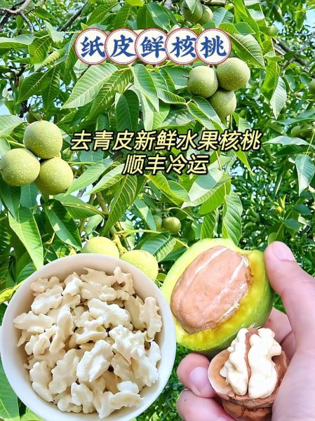 鲜核桃的营养价值及功效_鲜核桃一天吃几个最好-第2张图片-山城妙识 鲜核桃的营养价值及功效_鲜核桃一天吃几个最好-第2张图片-山城妙识