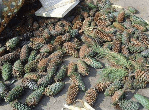 松子死前握着什么_松子最后握的东西象征什么-第2张图片-山城妙识 松子死前握着什么_松子最后握的东西象征什么-第2张图片-山城妙识