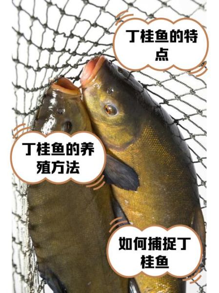 丁桂鱼养殖技术_丁桂鱼养殖利润怎么样-第2张图片-山城妙识 丁桂鱼养殖技术_丁桂鱼养殖利润怎么样-第2张图片-山城妙识