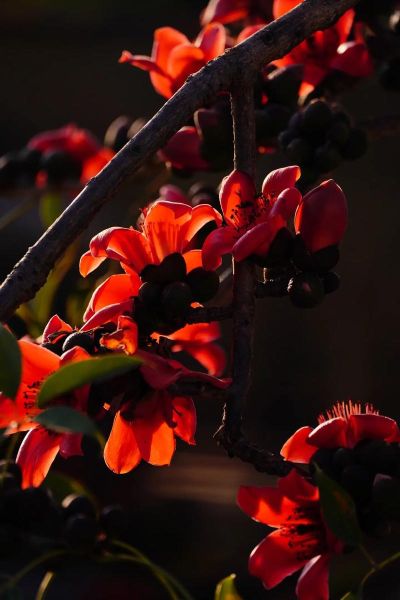 木棉树图片怎么拍好看_木棉树花期多久-第1张图片-山城妙识