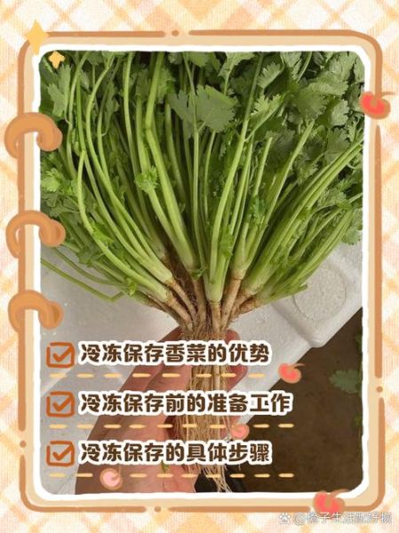 香菜怎么保存_香菜可以放冰箱吗-第2张图片-山城妙识