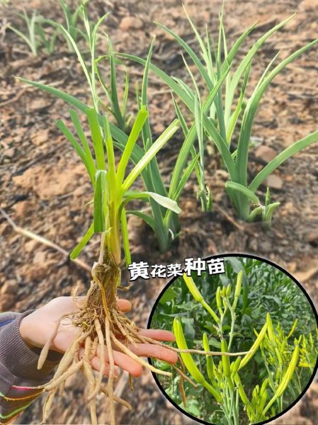 黄花菜种苗基地在哪里_如何挑选优质种苗-第1张图片-山城妙识 黄花菜种苗基地在哪里_如何挑选优质种苗-第1张图片-山城妙识