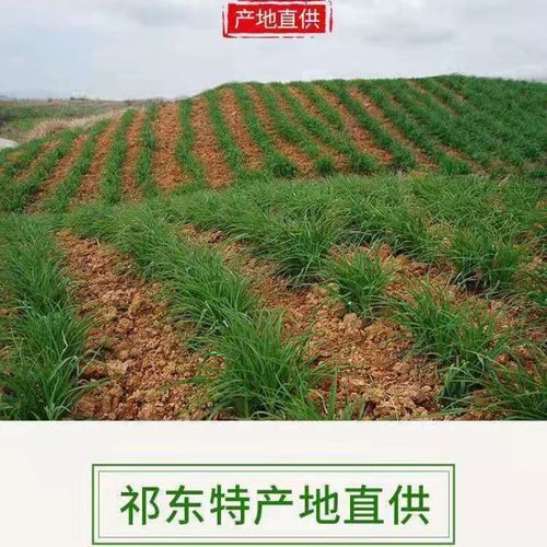 黄花菜种苗基地在哪里_如何挑选优质种苗-第3张图片-山城妙识 黄花菜种苗基地在哪里_如何挑选优质种苗-第3张图片-山城妙识