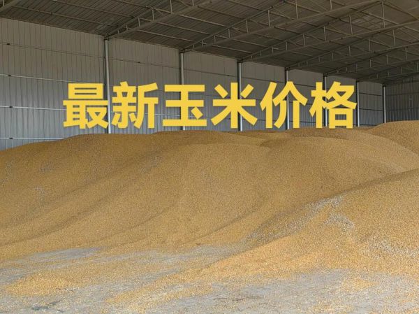 玉米价格最新行情2021年8月_玉米还会涨吗-第2张图片-山城妙识