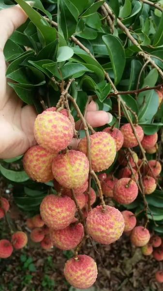 荔枝什么时候成熟_荔枝成熟季节是几月-第3张图片-山城妙识 荔枝什么时候成熟_荔枝成熟季节是几月-第3张图片-山城妙识