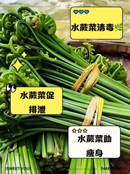 水蕨菜的功效与作用_水蕨菜的副作用有哪些-第2张图片-山城妙识 水蕨菜的功效与作用_水蕨菜的副作用有哪些-第2张图片-山城妙识