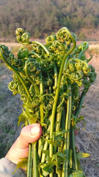 水蕨菜的功效与作用_水蕨菜的副作用有哪些-第3张图片-山城妙识 水蕨菜的功效与作用_水蕨菜的副作用有哪些-第3张图片-山城妙识