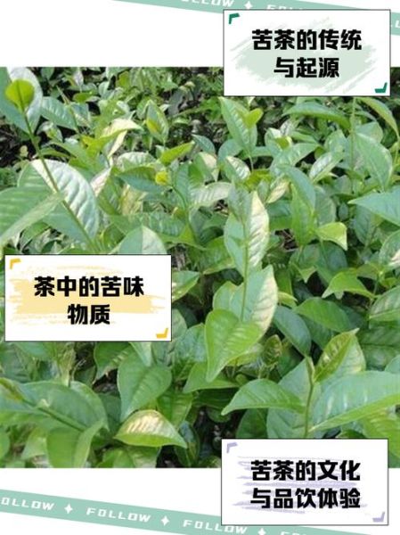 苦茶的功效与作用_苦茶能减肥吗-第1张图片-山城妙识