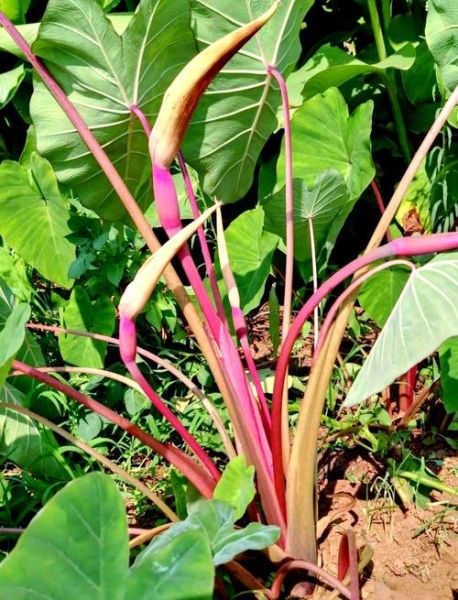 芋头花怎么做好吃_芋头花有什么功效-第2张图片-山城妙识 芋头花怎么做好吃_芋头花有什么功效-第2张图片-山城妙识