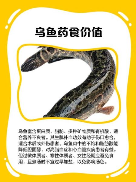 乌鱼图片及功效与作用_乌鱼适合什么人吃-第3张图片-山城妙识