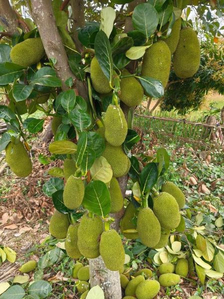 菠萝怎么种植_菠萝种植方法视频-第1张图片-山城妙识