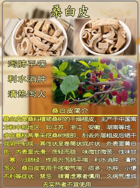 蜜桑白皮的功效与作用_蜜桑白皮能止咳吗-第1张图片-山城妙识 蜜桑白皮的功效与作用_蜜桑白皮能止咳吗-第1张图片-山城妙识