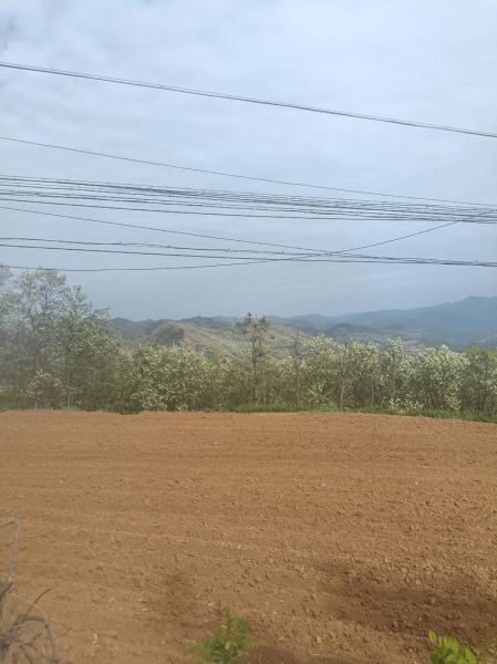 洋槐花蜂蜜和枣花蜂蜜的区别_哪个更好-第2张图片-山城妙识