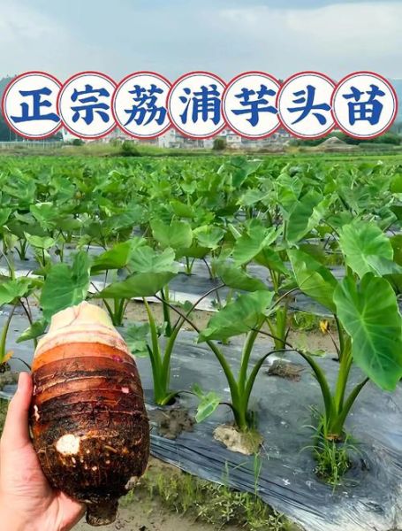 荔浦芋头和香芋的区别_哪个更好吃-第2张图片-山城妙识