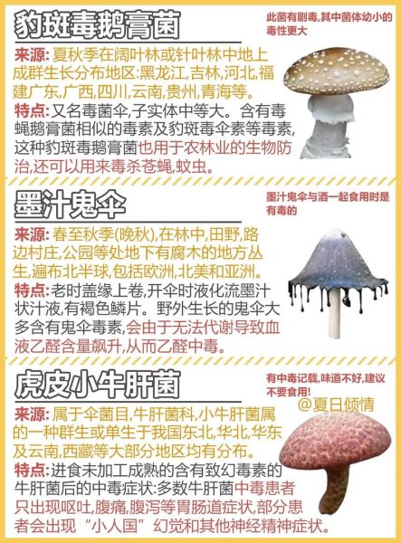 常见可食用蘑菇种类_如何辨别毒蘑菇-第3张图片-山城妙识 常见可食用蘑菇种类_如何辨别毒蘑菇-第3张图片-山城妙识