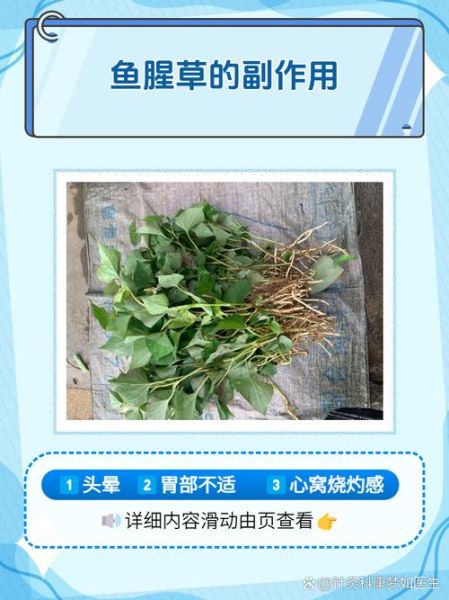 鱼腥草能治疗哪些病_鱼腥草怎么吃效果最好-第2张图片-山城妙识 鱼腥草能治疗哪些病_鱼腥草怎么吃效果最好-第2张图片-山城妙识