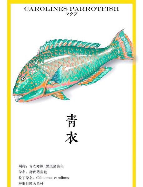 青衣鱼有毒吗_青衣鱼食用安全指南-第1张图片-山城妙识 青衣鱼有毒吗_青衣鱼食用安全指南-第1张图片-山城妙识