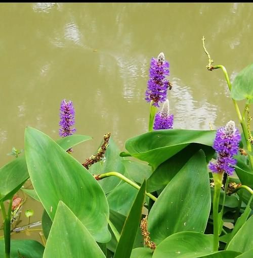 梭鱼草怎么养_梭鱼草可以水培吗-第1张图片-山城妙识 梭鱼草怎么养_梭鱼草可以水培吗-第1张图片-山城妙识