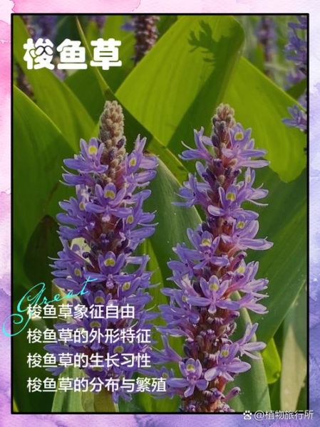 梭鱼草怎么养_梭鱼草可以水培吗-第3张图片-山城妙识 梭鱼草怎么养_梭鱼草可以水培吗-第3张图片-山城妙识