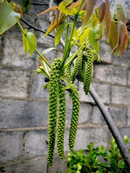 核桃花怎么吃_核桃花的吃法大全-第3张图片-山城妙识