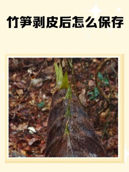 冬笋怎么剥皮_冬笋怎么吃-第1张图片-山城妙识 冬笋怎么剥皮_冬笋怎么吃-第1张图片-山城妙识