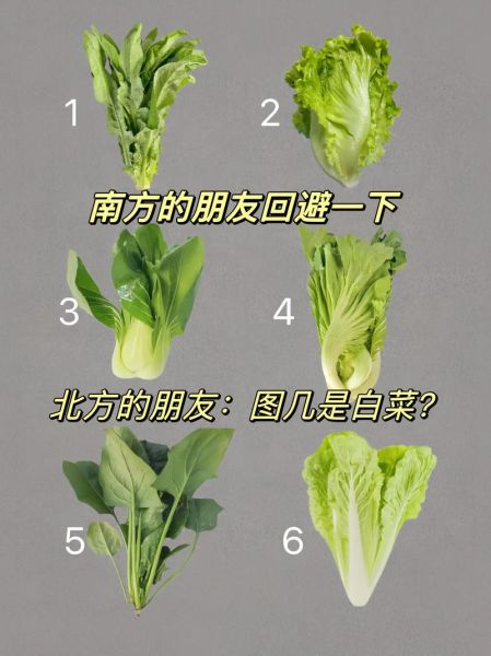 北方菜有哪些特色_北方菜和南方菜区别-第1张图片-山城妙识 北方菜有哪些特色_北方菜和南方菜区别-第1张图片-山城妙识