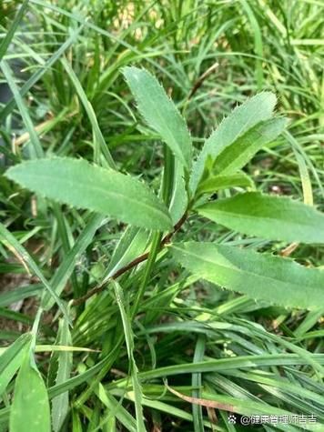 苦菜子茶的功效与作用_苦菜子茶能长期喝吗-第2张图片-山城妙识 苦菜子茶的功效与作用_苦菜子茶能长期喝吗-第2张图片-山城妙识