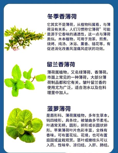 薄荷致癌是真的吗_薄荷醇安全剂量是多少-第1张图片-山城妙识 薄荷致癌是真的吗_薄荷醇安全剂量是多少-第1张图片-山城妙识