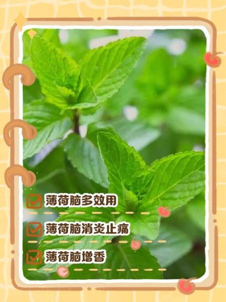 薄荷致癌是真的吗_薄荷醇安全剂量是多少-第3张图片-山城妙识 薄荷致癌是真的吗_薄荷醇安全剂量是多少-第3张图片-山城妙识