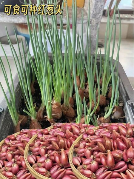 小香葱怎么种_小香葱种植时间和方法-第1张图片-山城妙识 小香葱怎么种_小香葱种植时间和方法-第1张图片-山城妙识