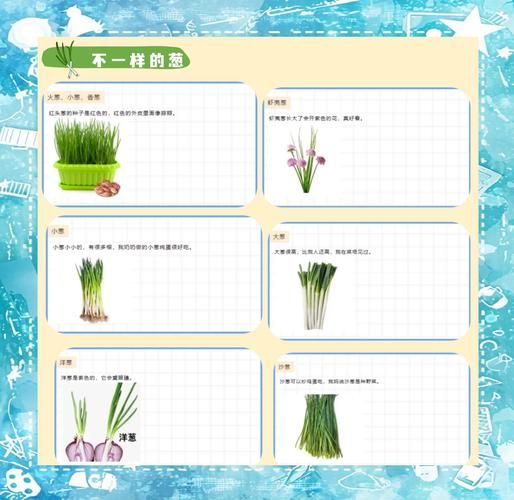 小香葱怎么种_小香葱种植时间和方法-第2张图片-山城妙识 小香葱怎么种_小香葱种植时间和方法-第2张图片-山城妙识