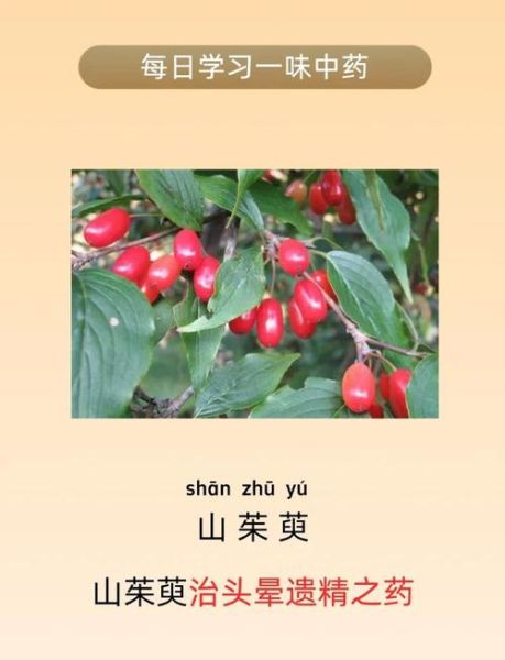 山茱萸的功效与作用及用量_山茱萸一天吃多少克-第2张图片-山城妙识 山茱萸的功效与作用及用量_山茱萸一天吃多少克-第2张图片-山城妙识